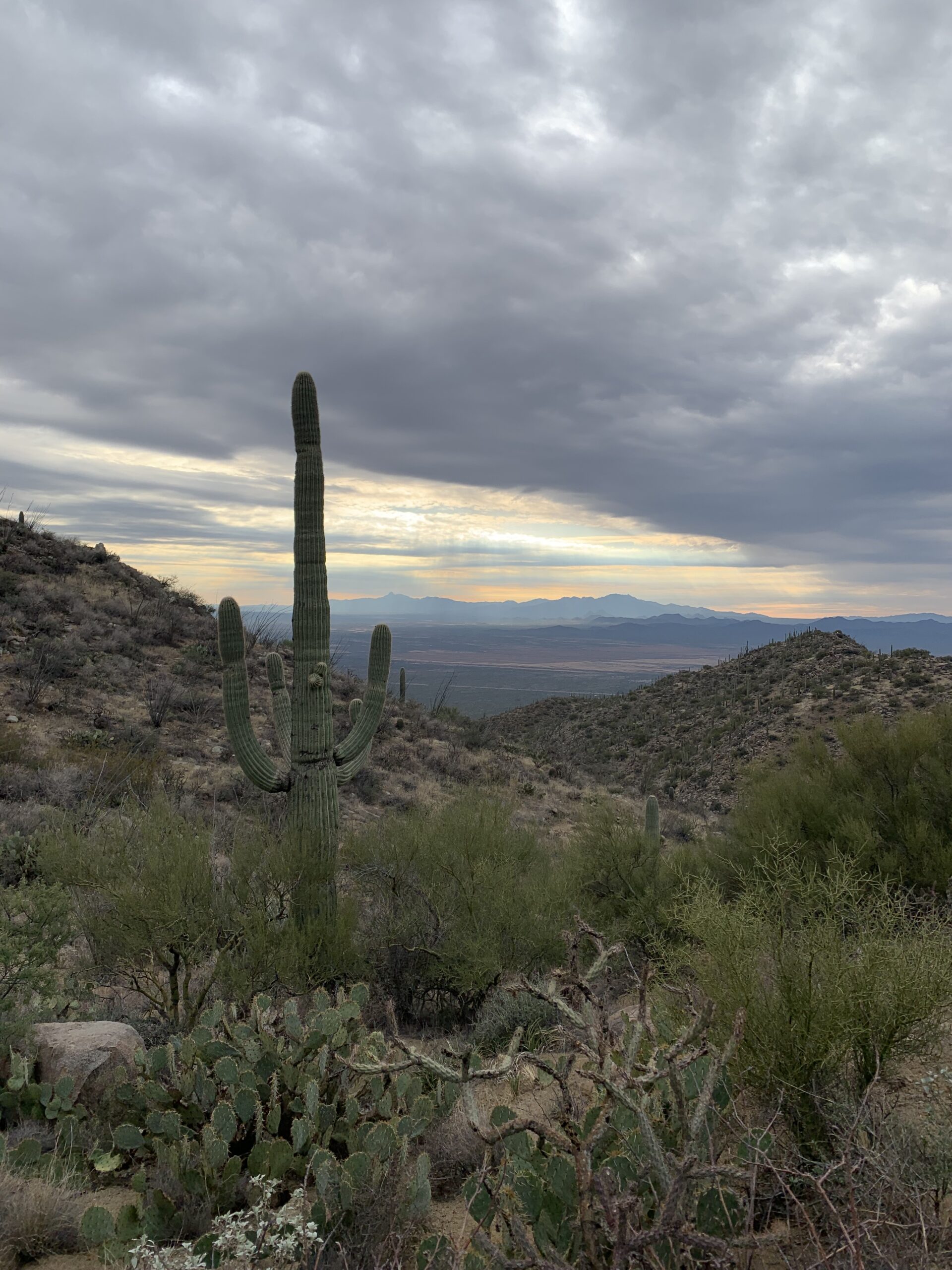 The Best Hiking Trails to Wasson Peak In Saguaro National Park ...